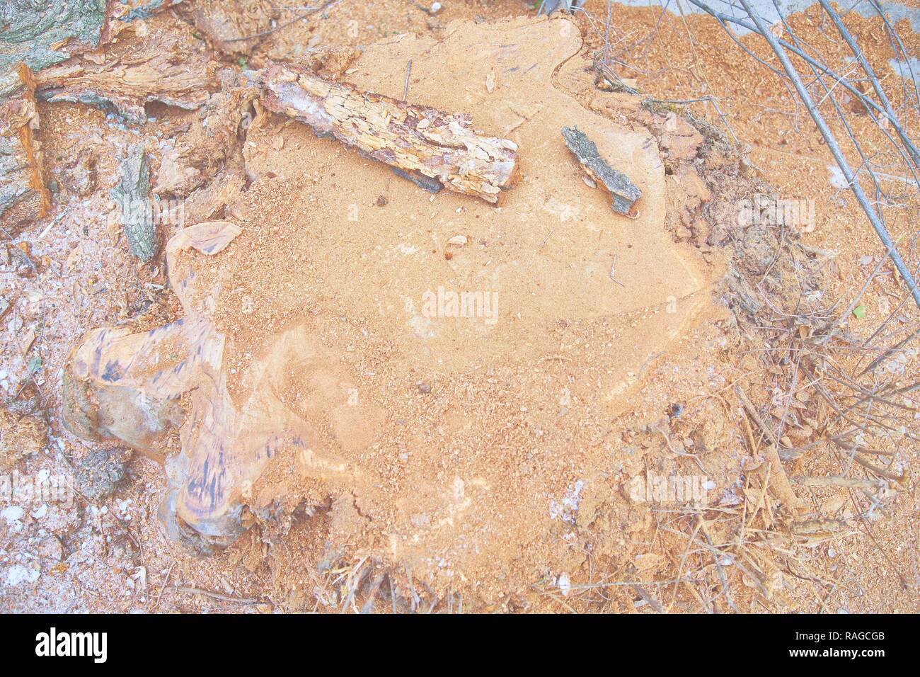 Top view of tree stump. Cut a lot of tree. Cross section of tree trunk ...