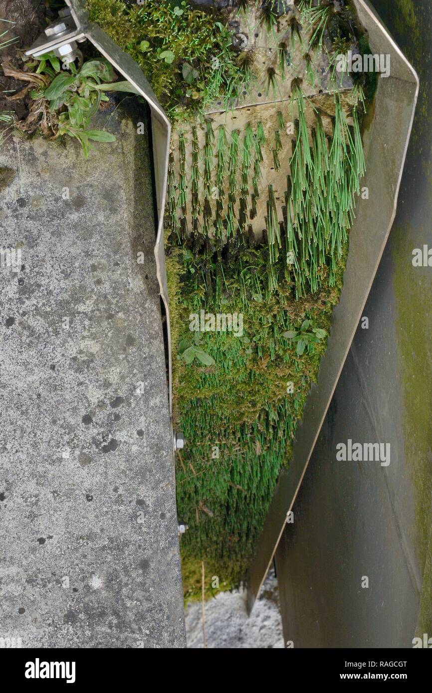 Eel pass with clumps of nylon bristles to allow young European eel ...