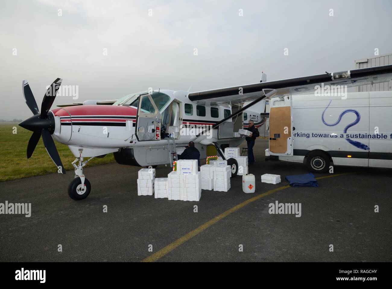 Glass eels, young European eel (Anguilla anguilla) elvers in insulated ...