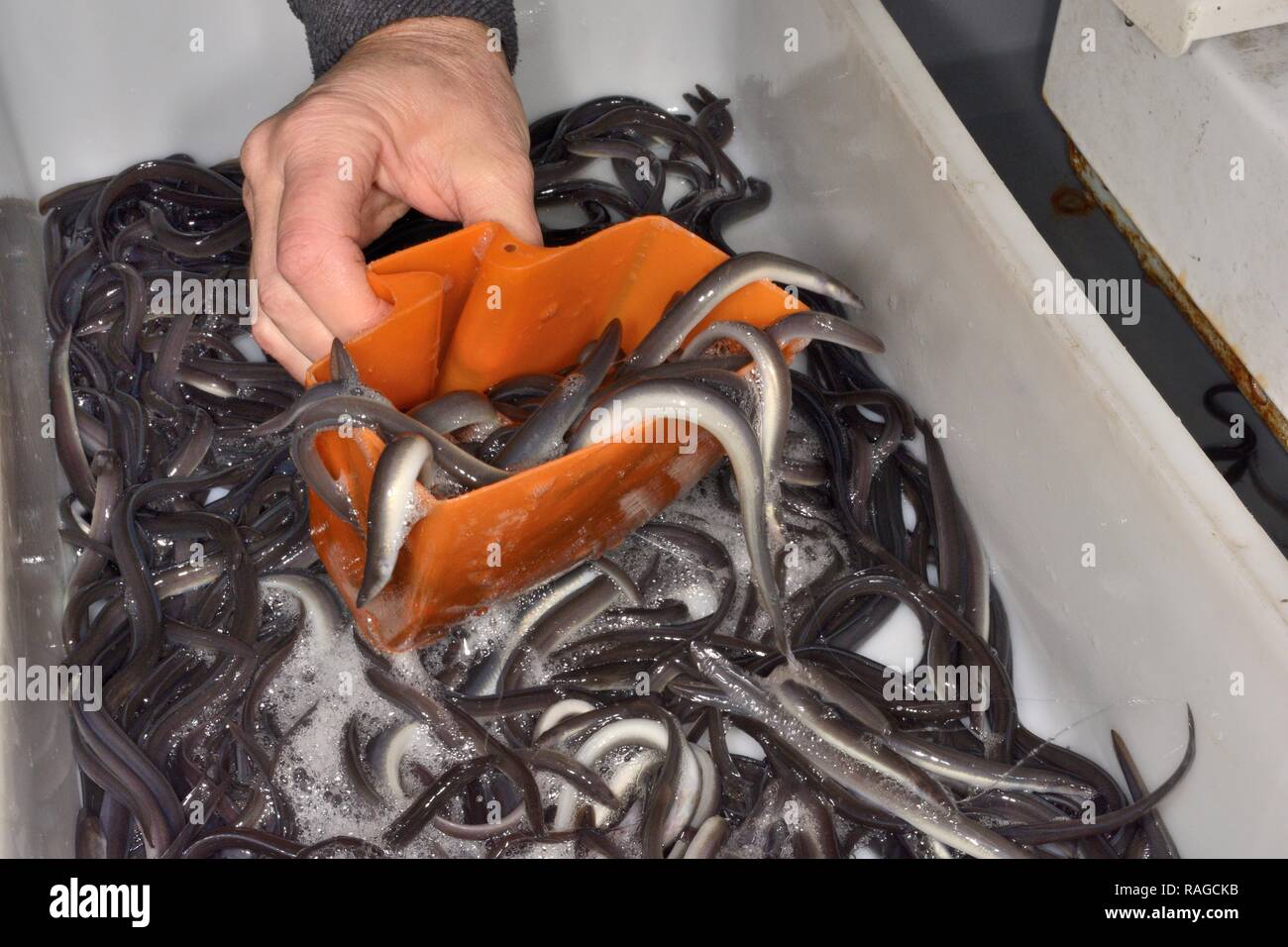 European eel (Anguilla anguilla) elvers being scooped up for weighing ...