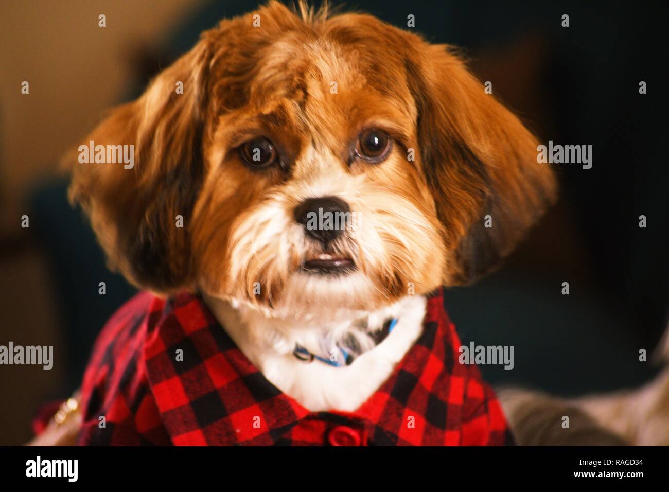 Alexa lauren hi-res stock photography and images - Alamy