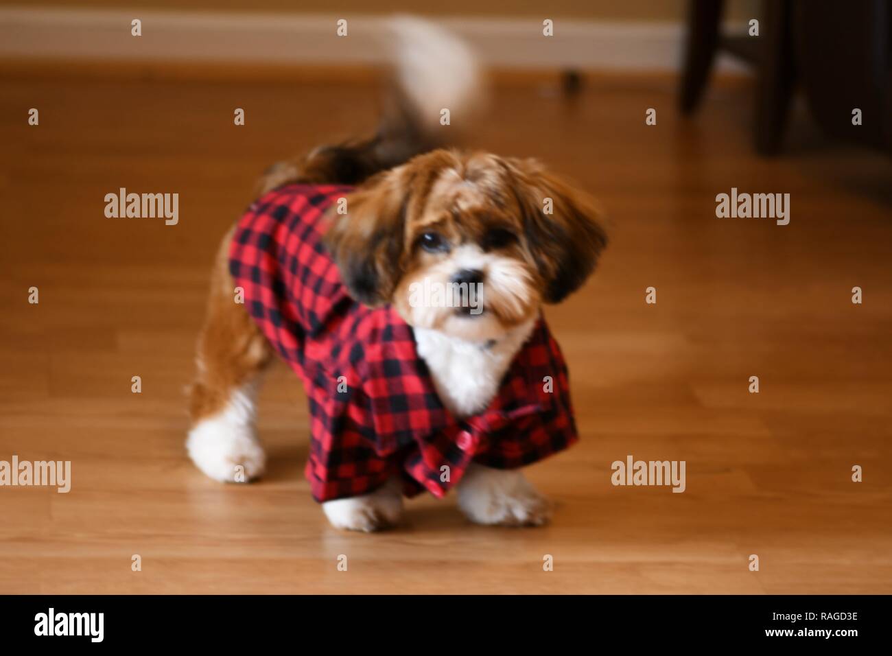 Alexa lauren hi-res stock photography and images - Alamy
