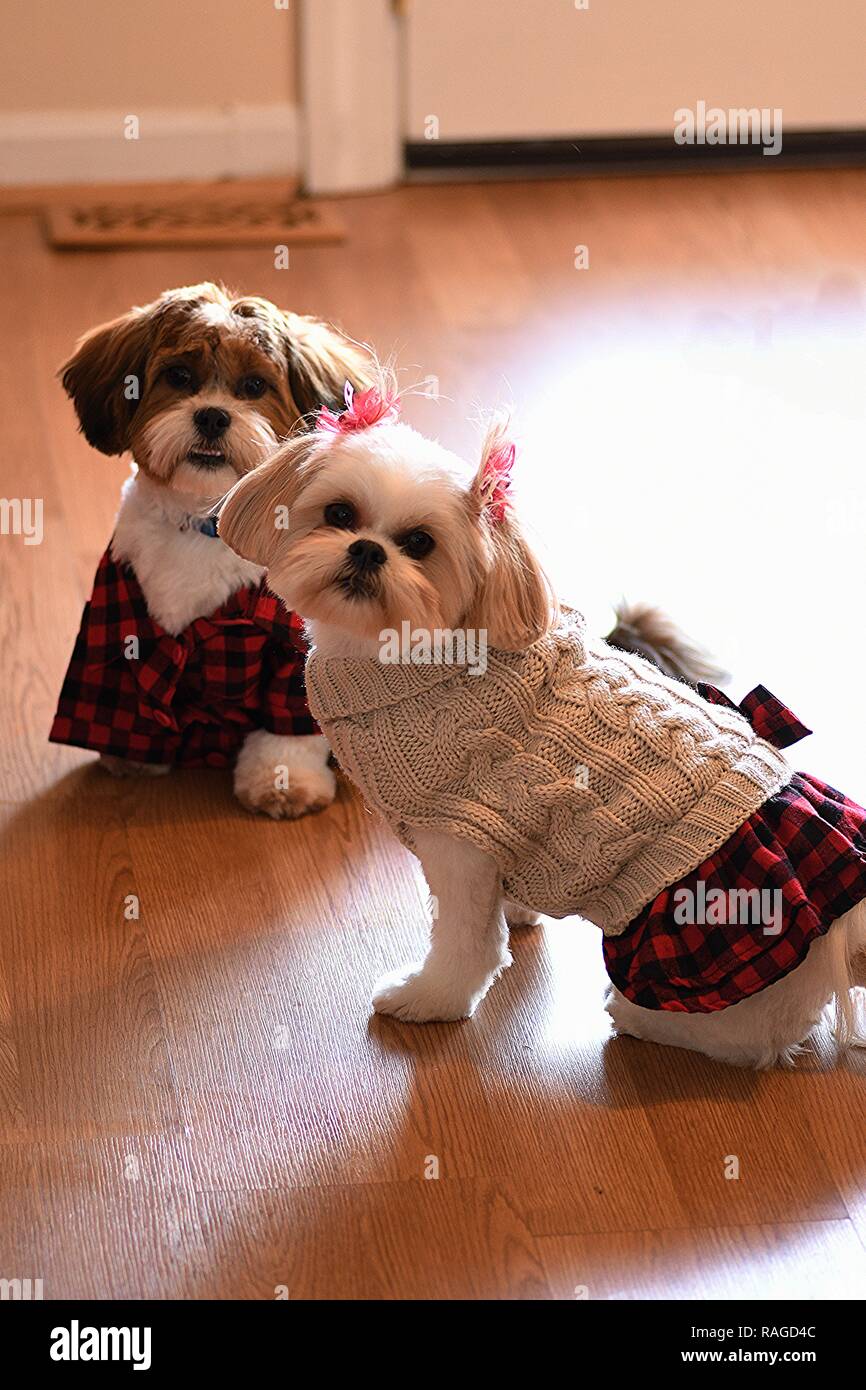 Alexa lauren hi-res stock photography and images - Alamy