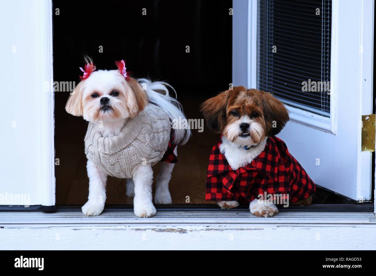 Alexa lauren hi-res stock photography and images - Alamy