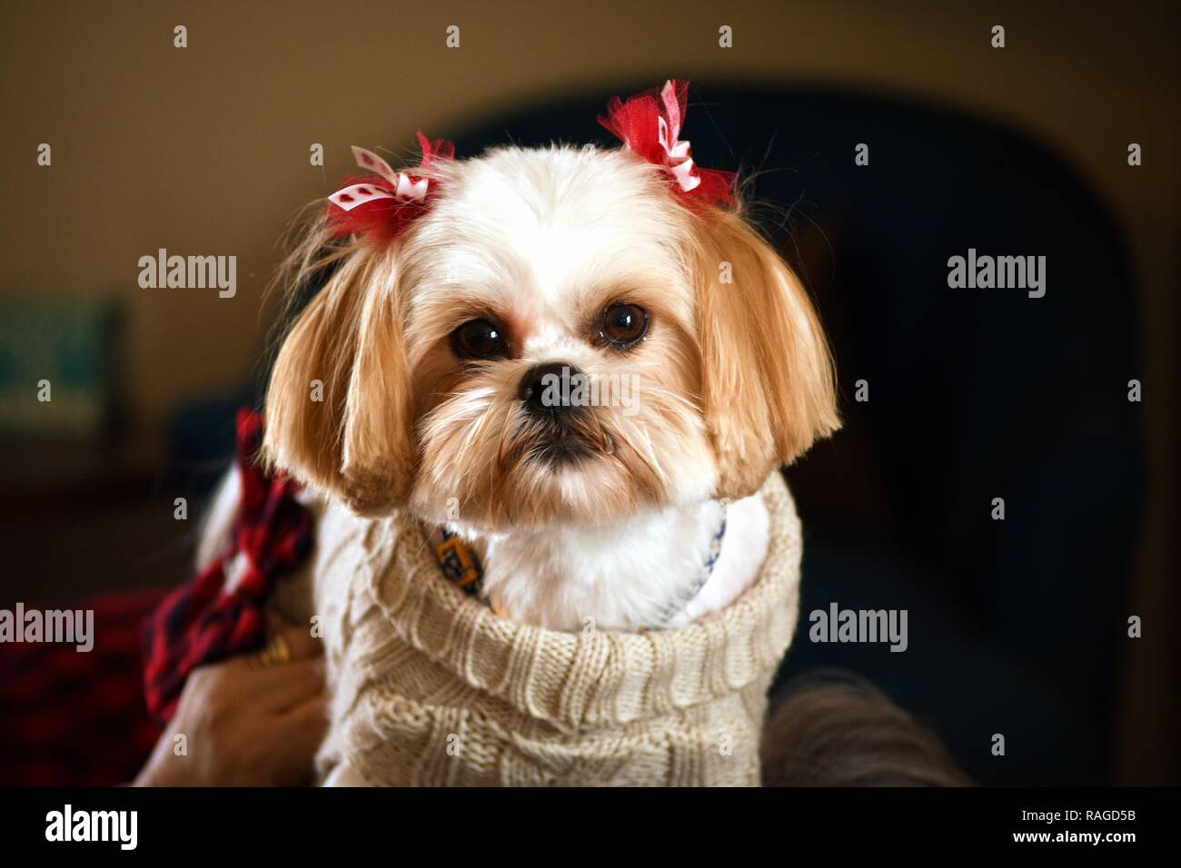 Alexa lauren hi-res stock photography and images - Alamy