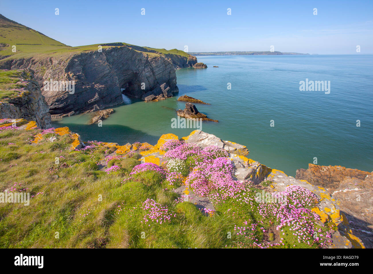 Welsh flora hi-res stock photography and images - Alamy
