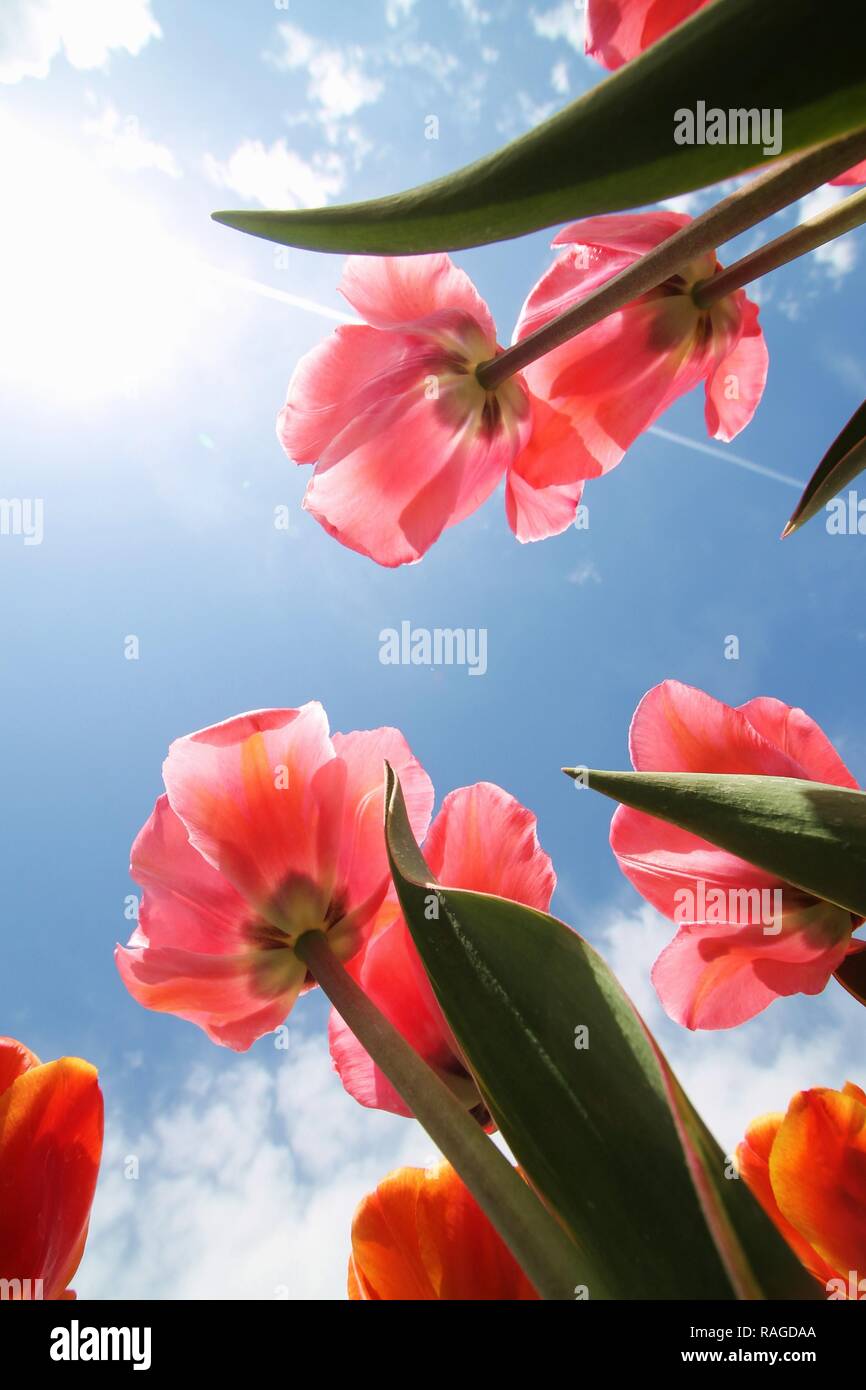 Sun shining on plants hi-res stock photography and images - Alamy