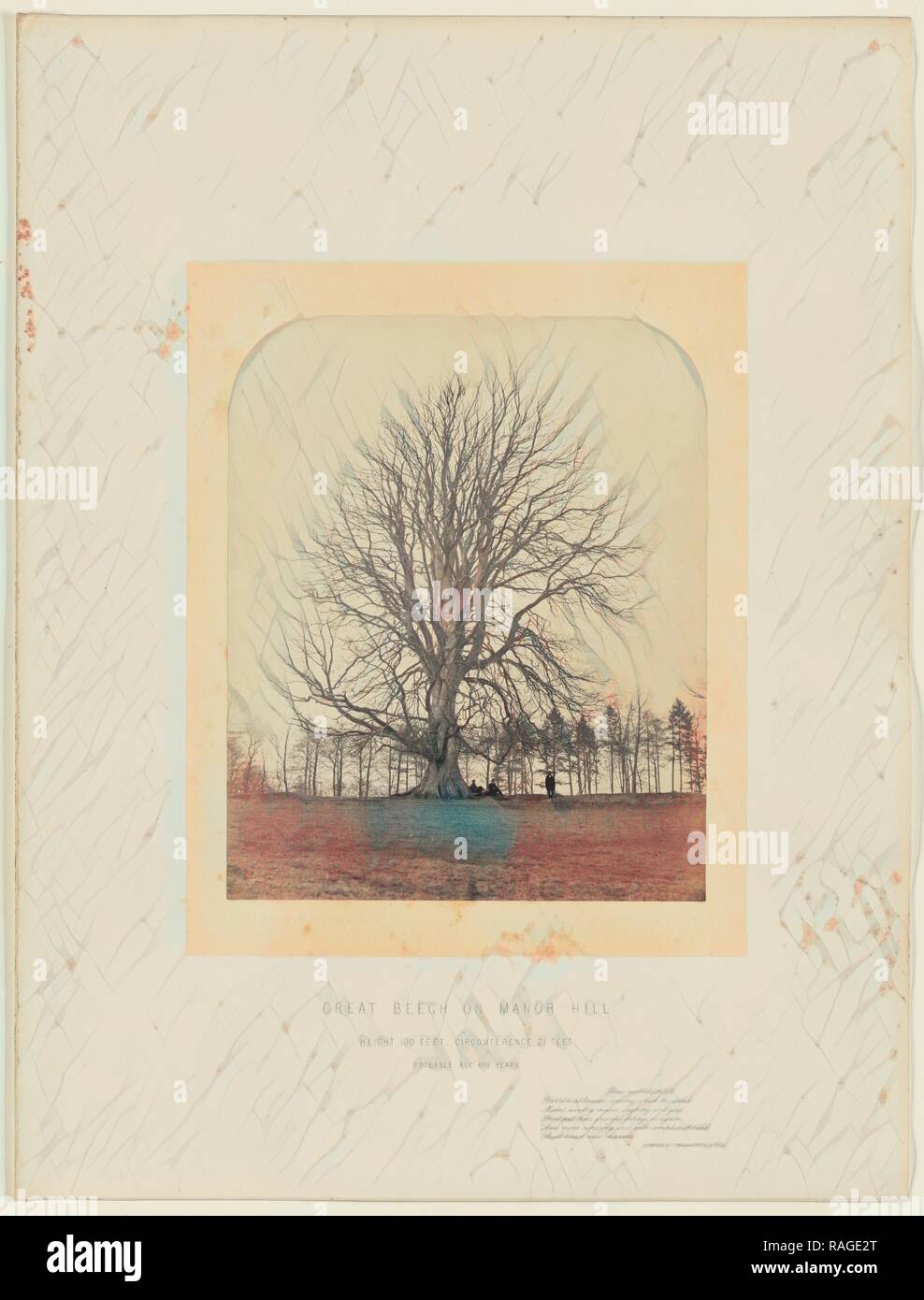 Great Beech on Manor Hill, James Sinclair, fourteenth earl of Caithness ...
