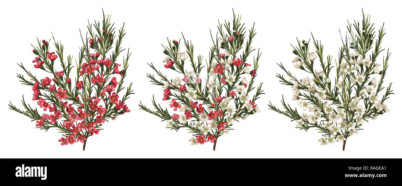 Endemic blossom Stock Vector Images - Alamy