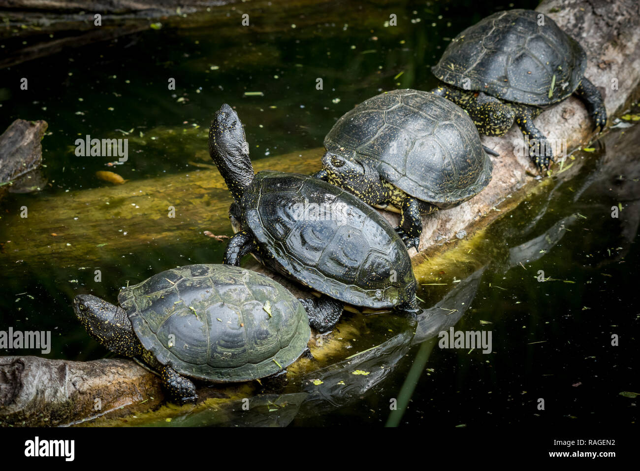 Closeup of four european pond turtles sunbathing on a piece of wood in ...