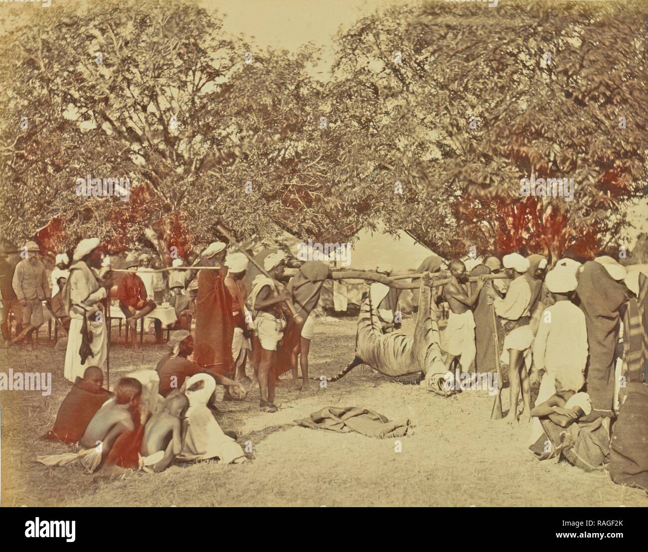 Captured Tiger in Camp, Colonel William Willoughby Hooper (British ...