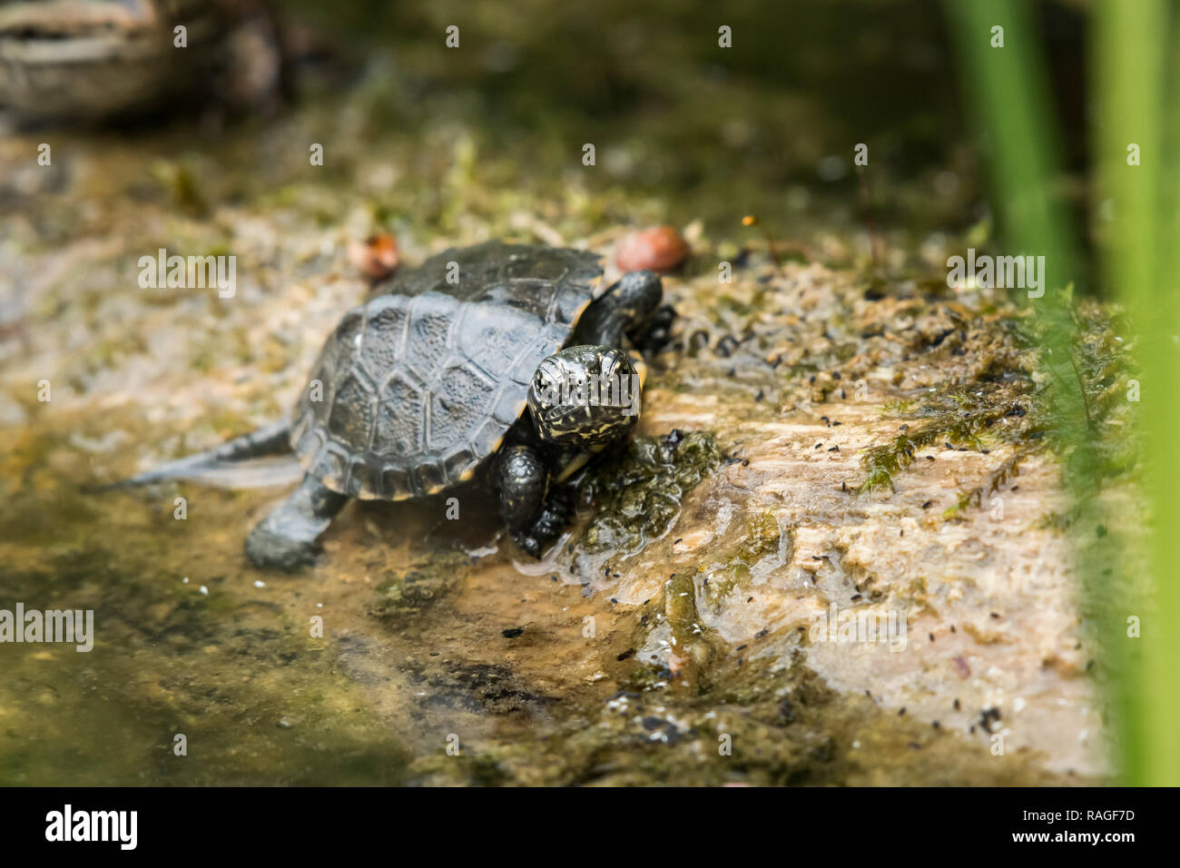 Closeup of a young european pond turtle sunbathing on a piece of wood ...