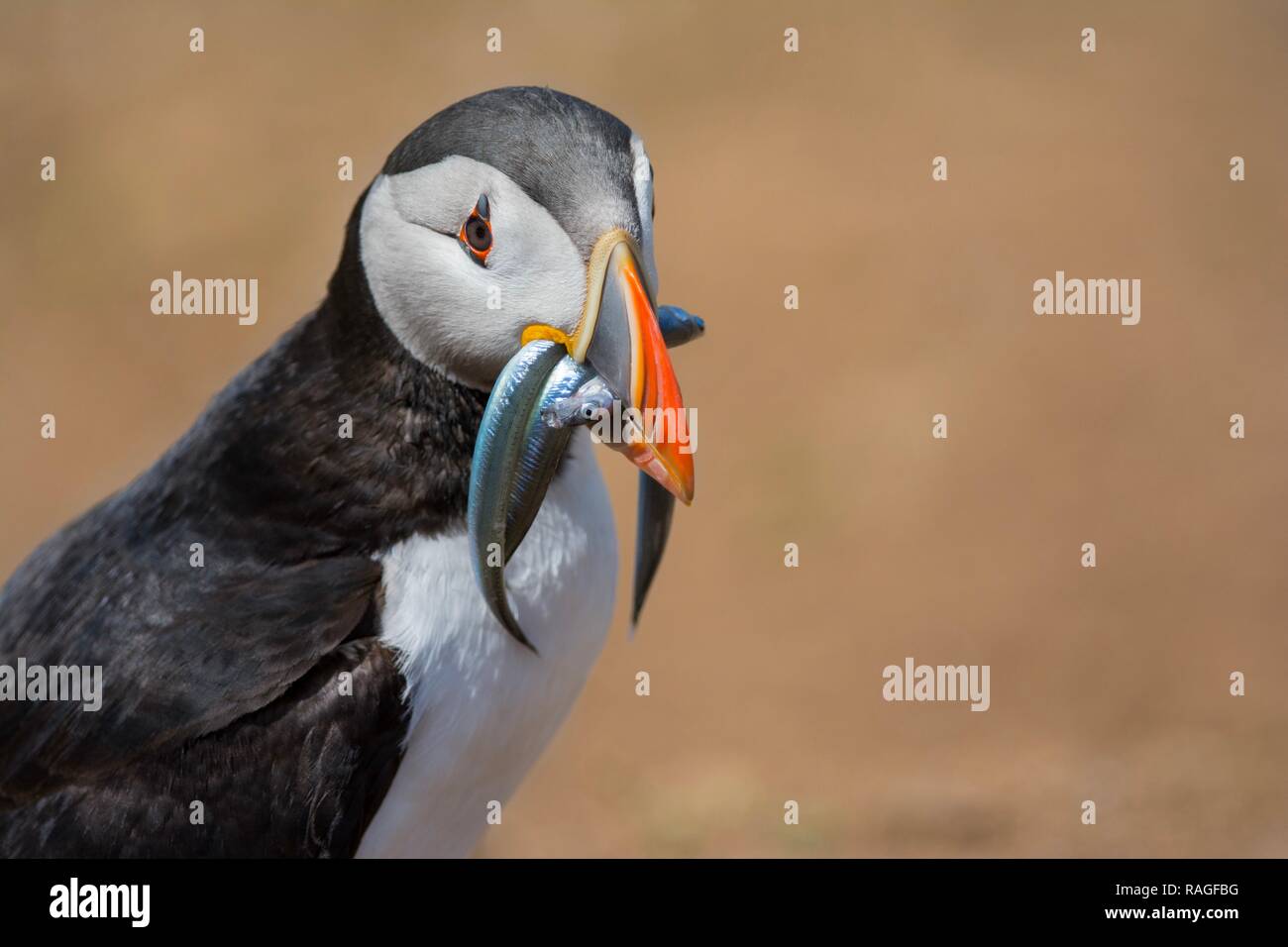 Close up shot of a wild Puffin Stock Photo - Alamy