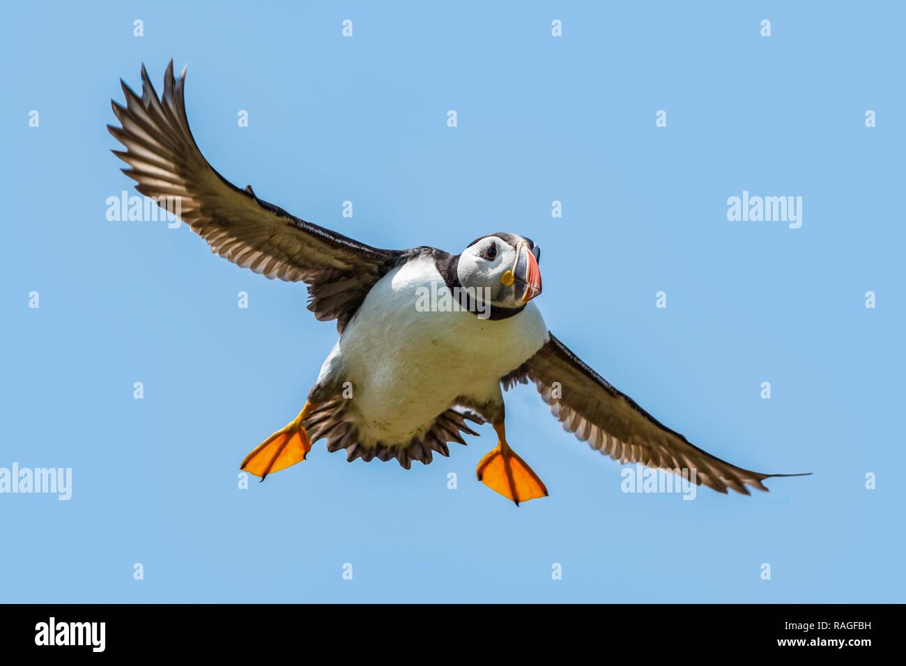 Close up shot of a wild Puffin in flight Stock Photo - Alamy