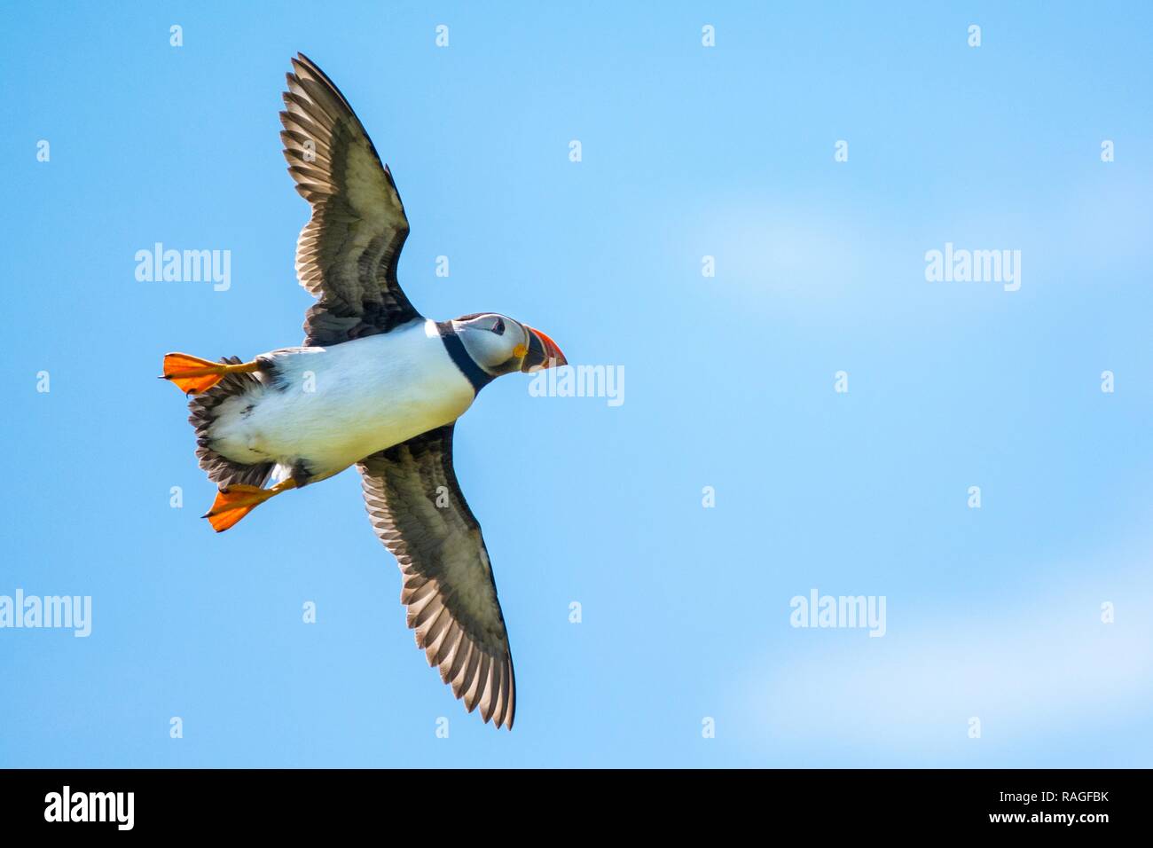 Close up shot of a wild Puffin in flight Stock Photo - Alamy