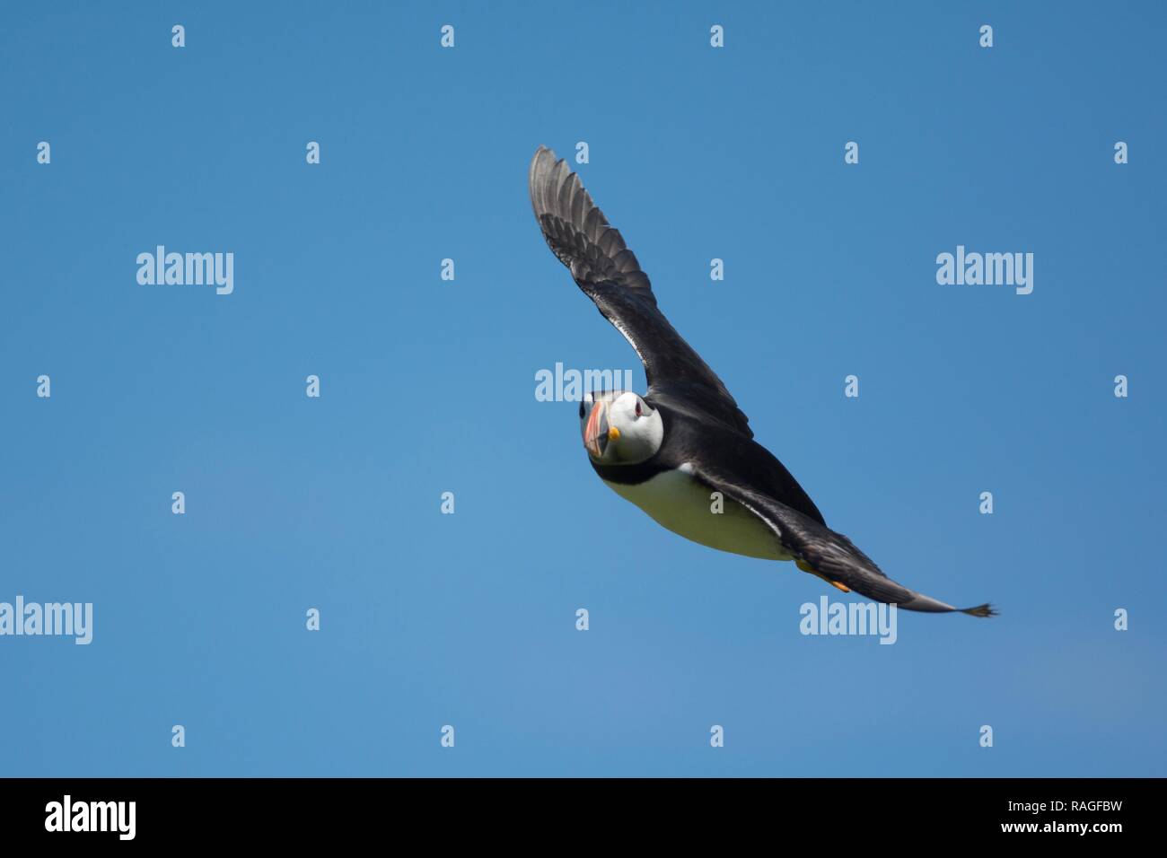Puffin in flight close up hi-res stock photography and images - Alamy