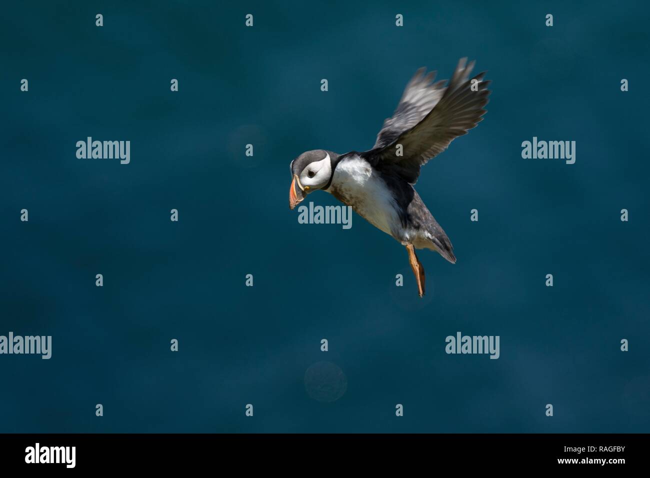 Puffin in flight close up hi-res stock photography and images - Alamy