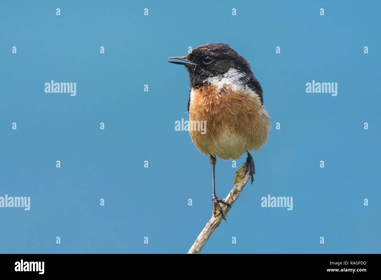 Eastern stonechat hi-res stock photography and images - Alamy