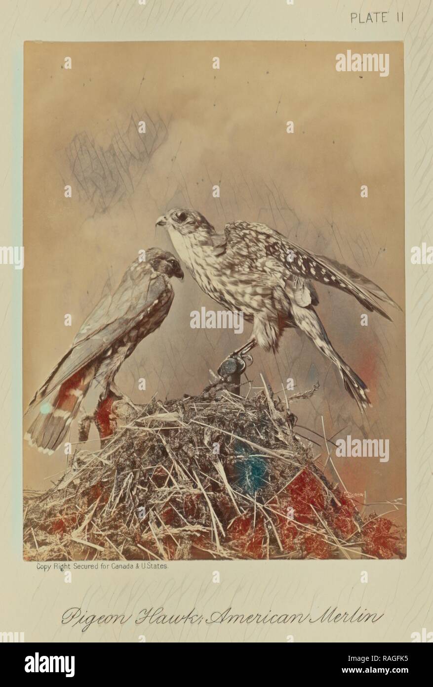 Pigeon Hawk, American Merlin, William Notman (Canadian, born Scotland ...