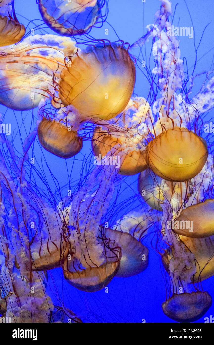 Shallowsea hi-res stock photography and images - Alamy