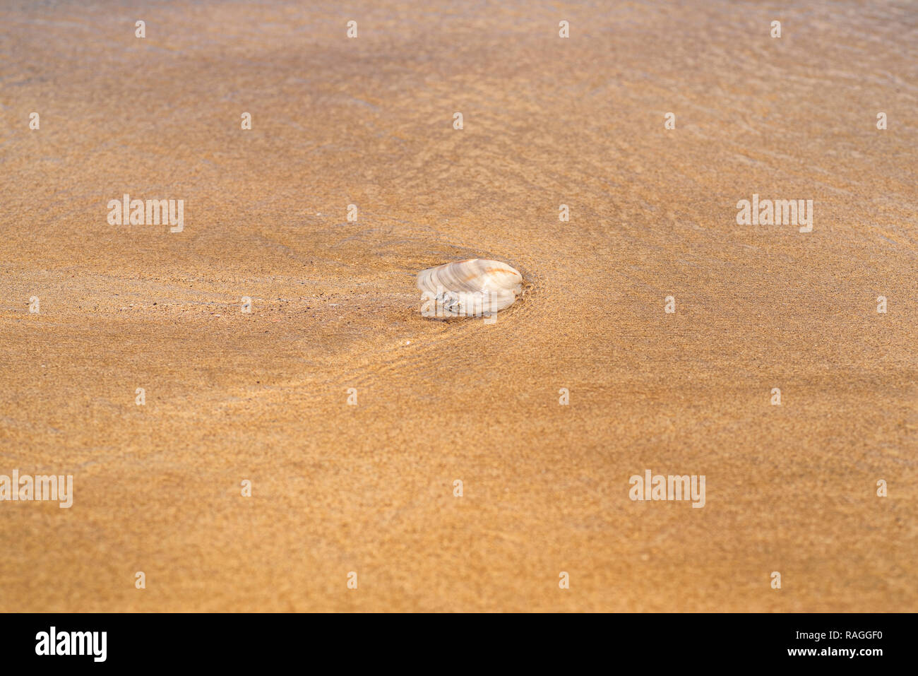 Sea shells on the sandy beach. Sea shells and stones on the sea yellow ...