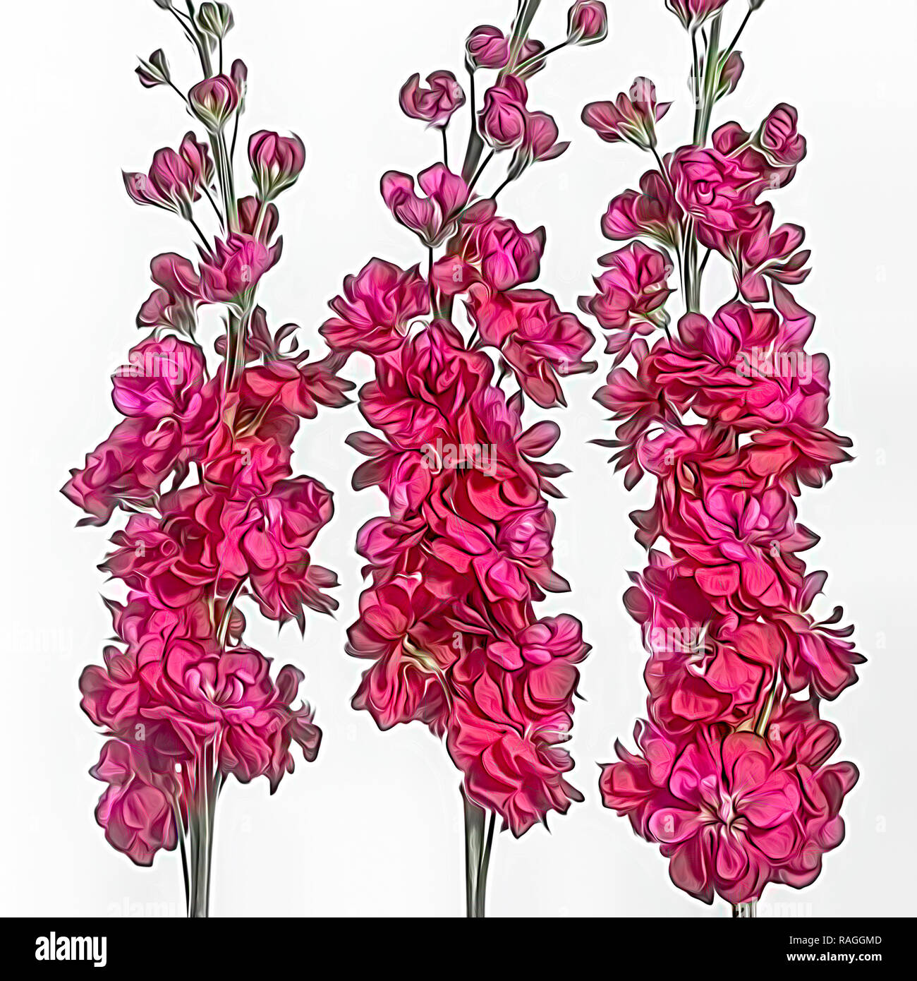 Night scented stocks hi-res stock photography and images - Alamy
