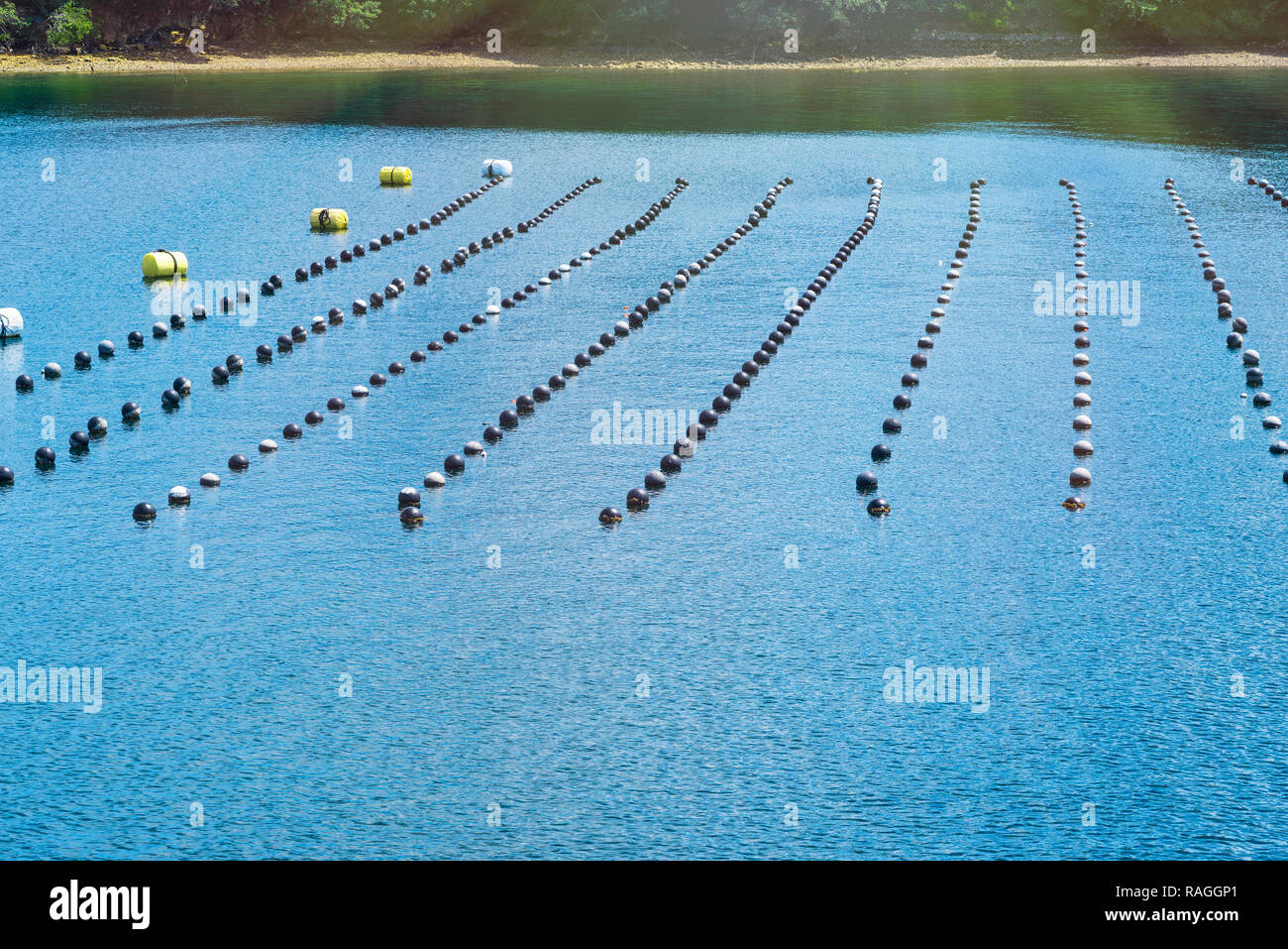 Pearl rows in the ocean, production and cultivation of pearls in the ...