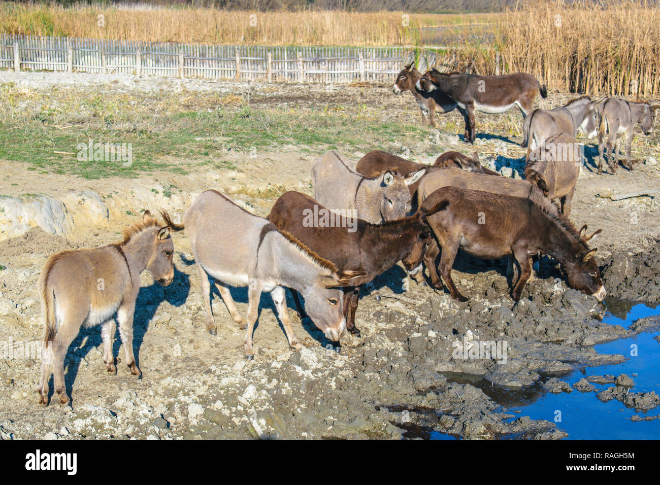 Zasavica donkey hi-res stock photography and images - Alamy
