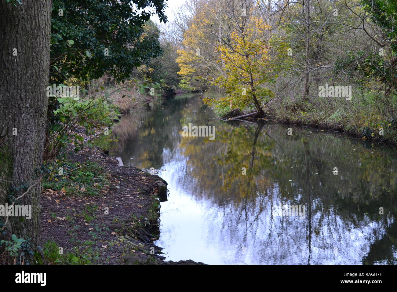 Early December at the River Darent in Lullingstone Country Park, Kent ...