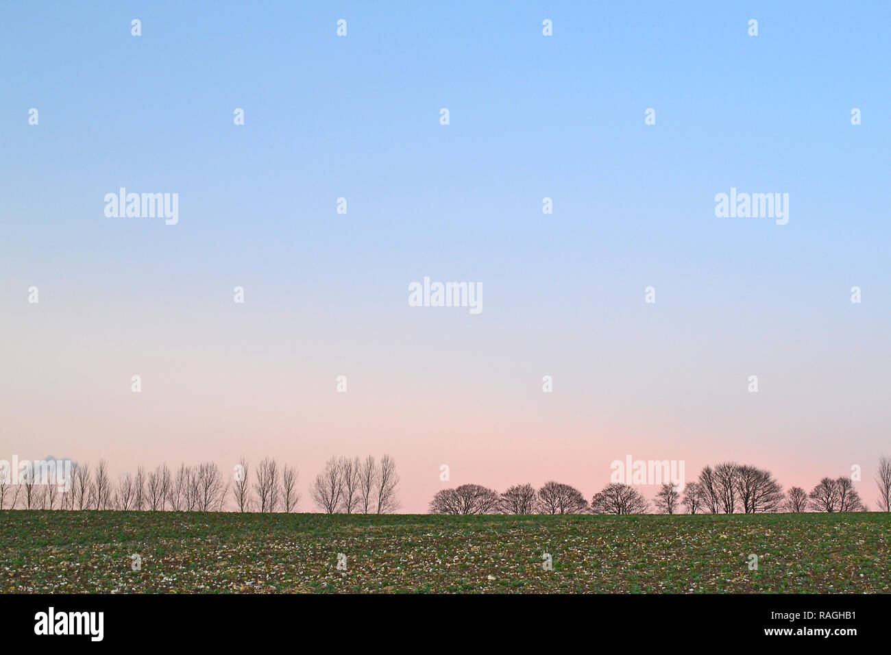 View across flinty fields to a line of trees, January. Evening. Pink ...
