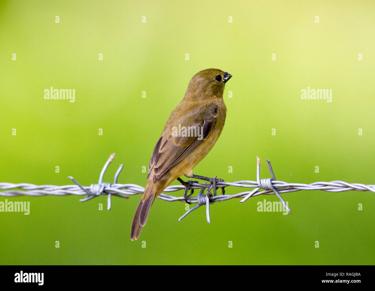 Variable Seedeater (Sporophila corvina Stock Photo - Alamy