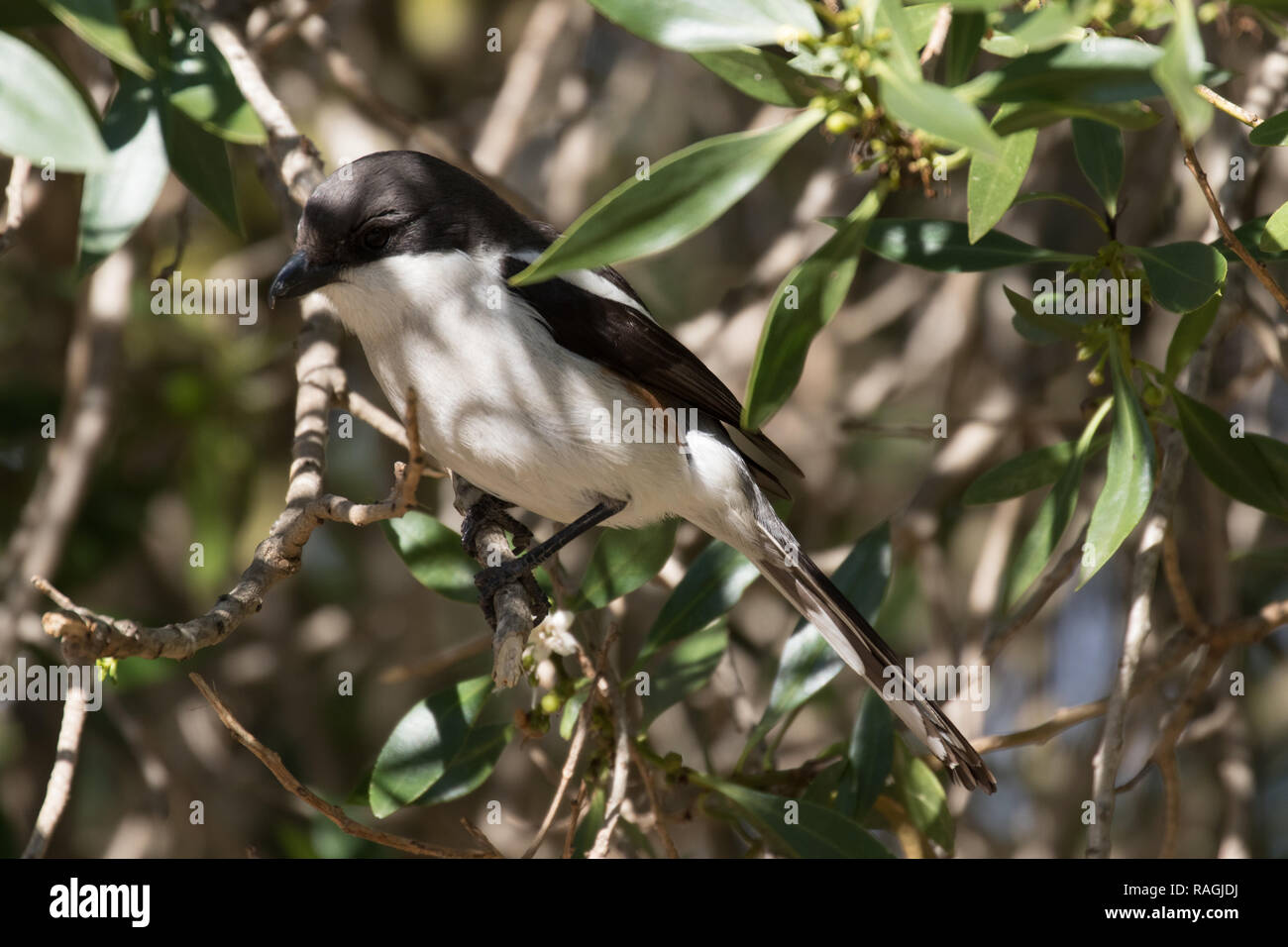 Common Fiscal (Lanius collaris Stock Photo - Alamy