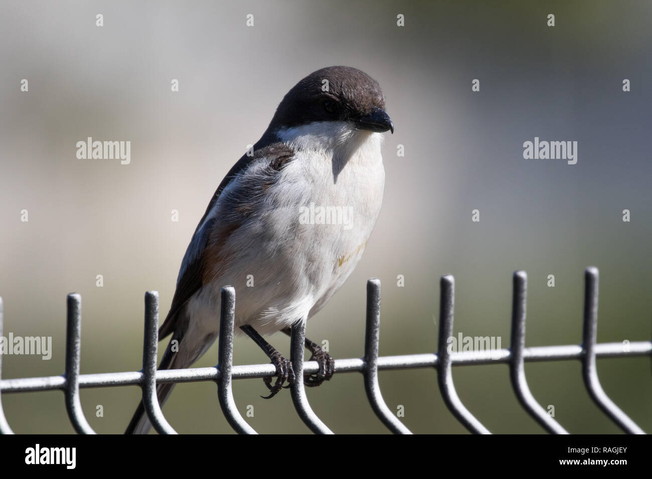 Southern common fiscal hi-res stock photography and images - Alamy