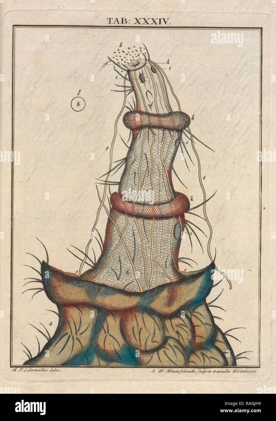 Mouche femelle hi-res stock photography and images - Alamy