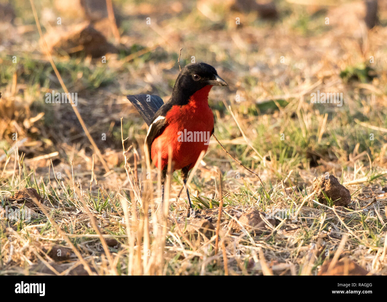 Red breasted shrike hi-res stock photography and images - Alamy