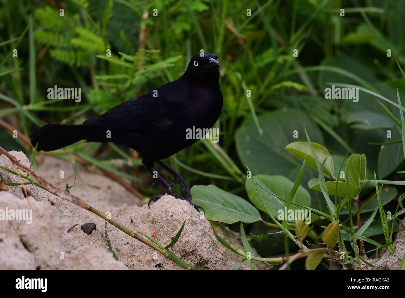Greater antillean hi-res stock photography and images - Alamy