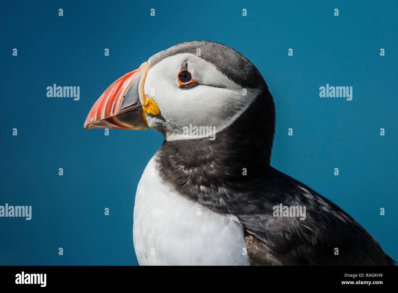 Close up of a Puffin Stock Photo - Alamy