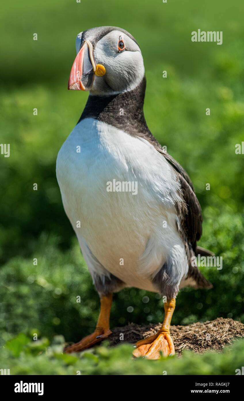 Curious puffin hi-res stock photography and images - Alamy