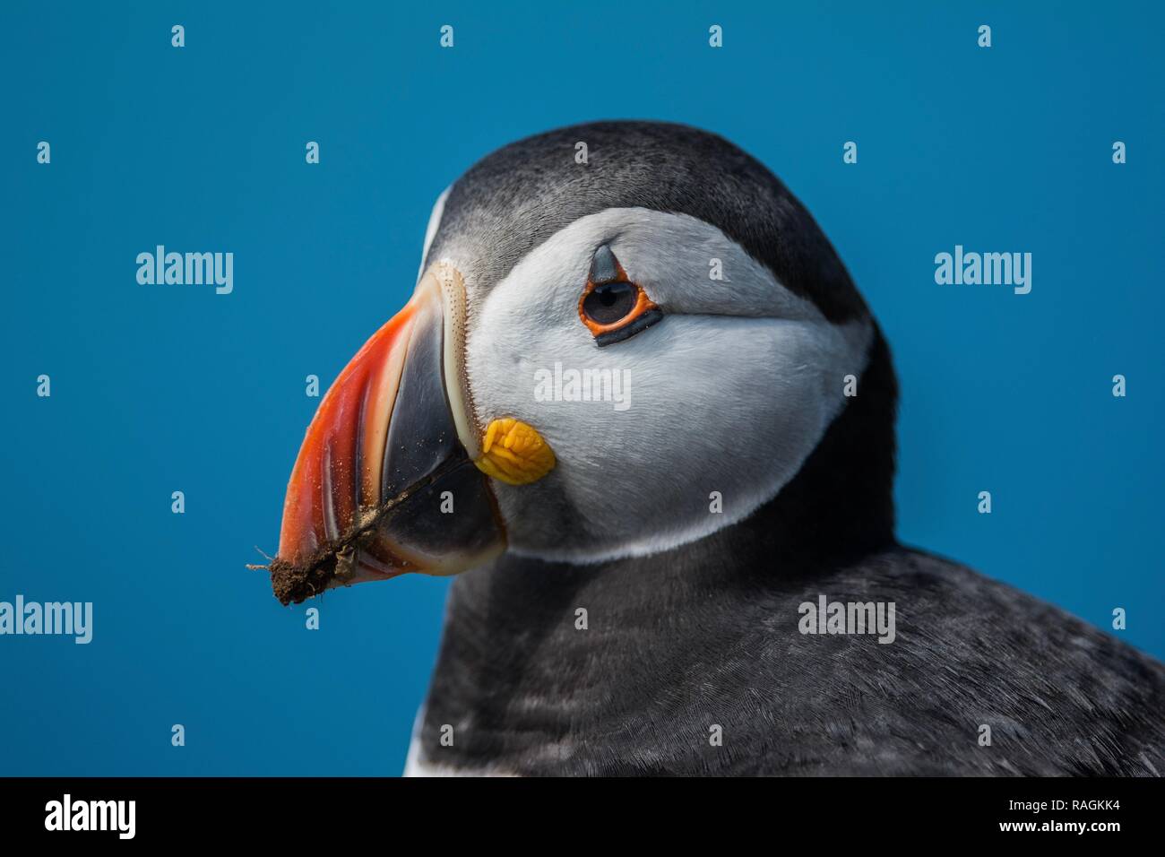 Close up of a Puffin Stock Photo - Alamy