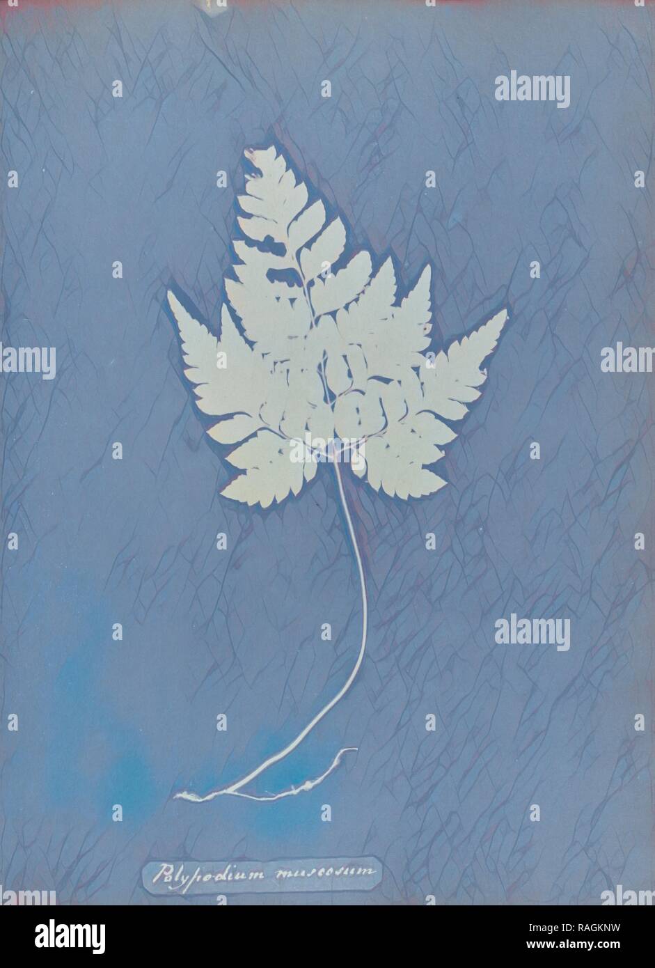 Polypodium muscosum, Anna Atkins (British, 1799 - 1871), England, 1853 ...