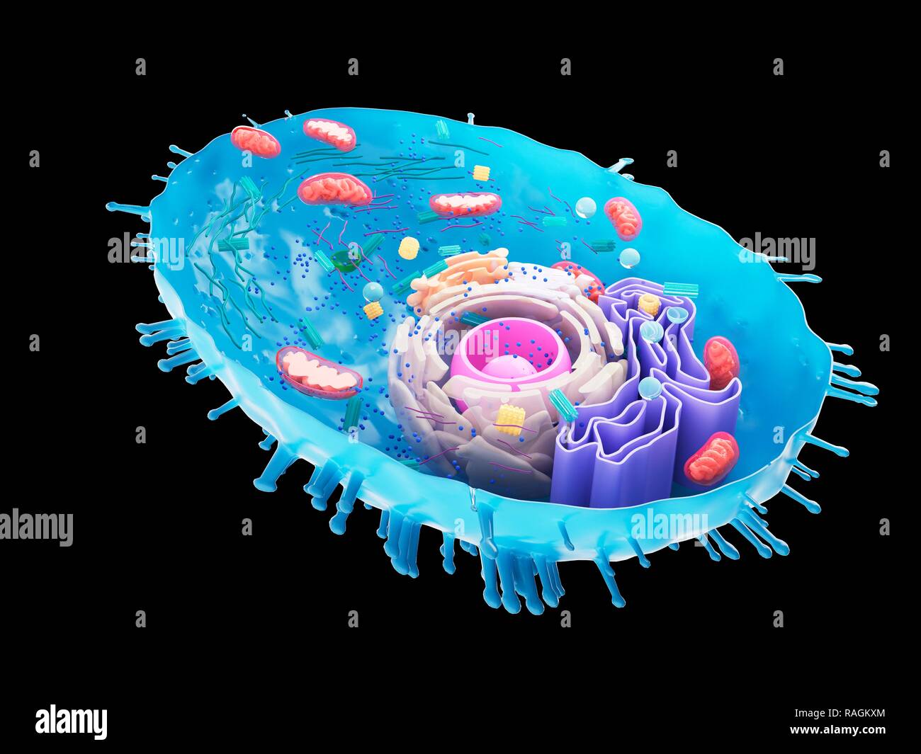 Illustration of a human cell cross-section Stock Photo - Alamy