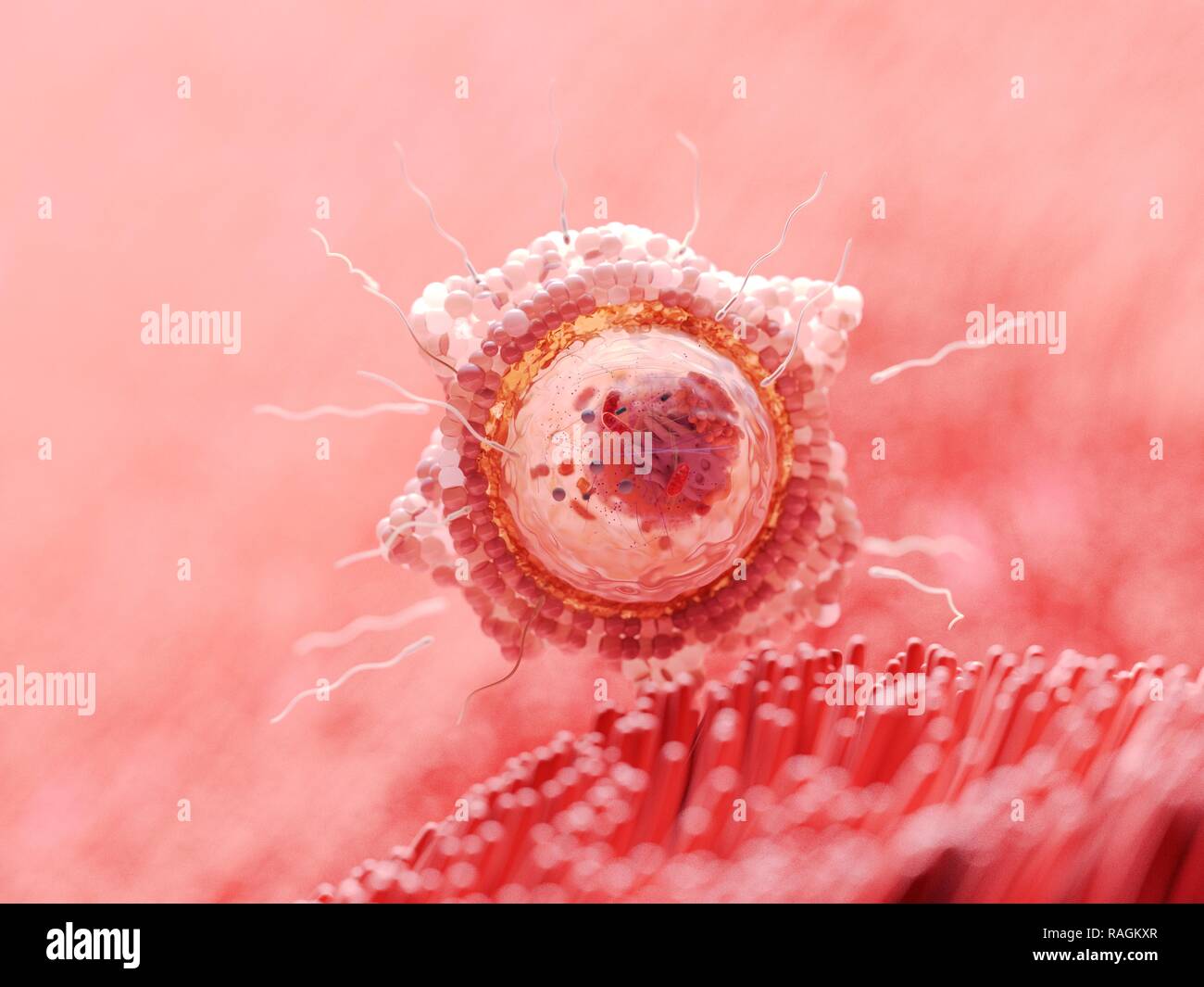 Illustration of fertilisation Stock Photo - Alamy