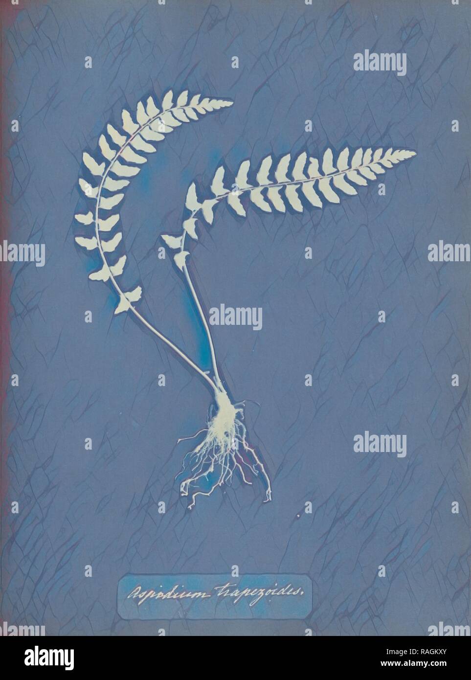 Aspidium trapezoides hi-res stock photography and images - Alamy