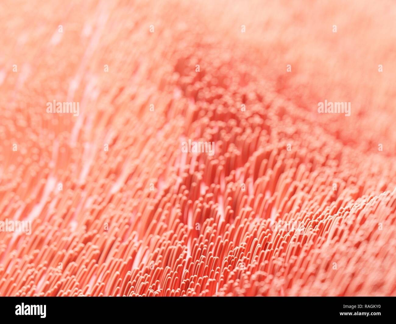 Ciliated Cell High Resolution Stock Photography and Images - Alamy
