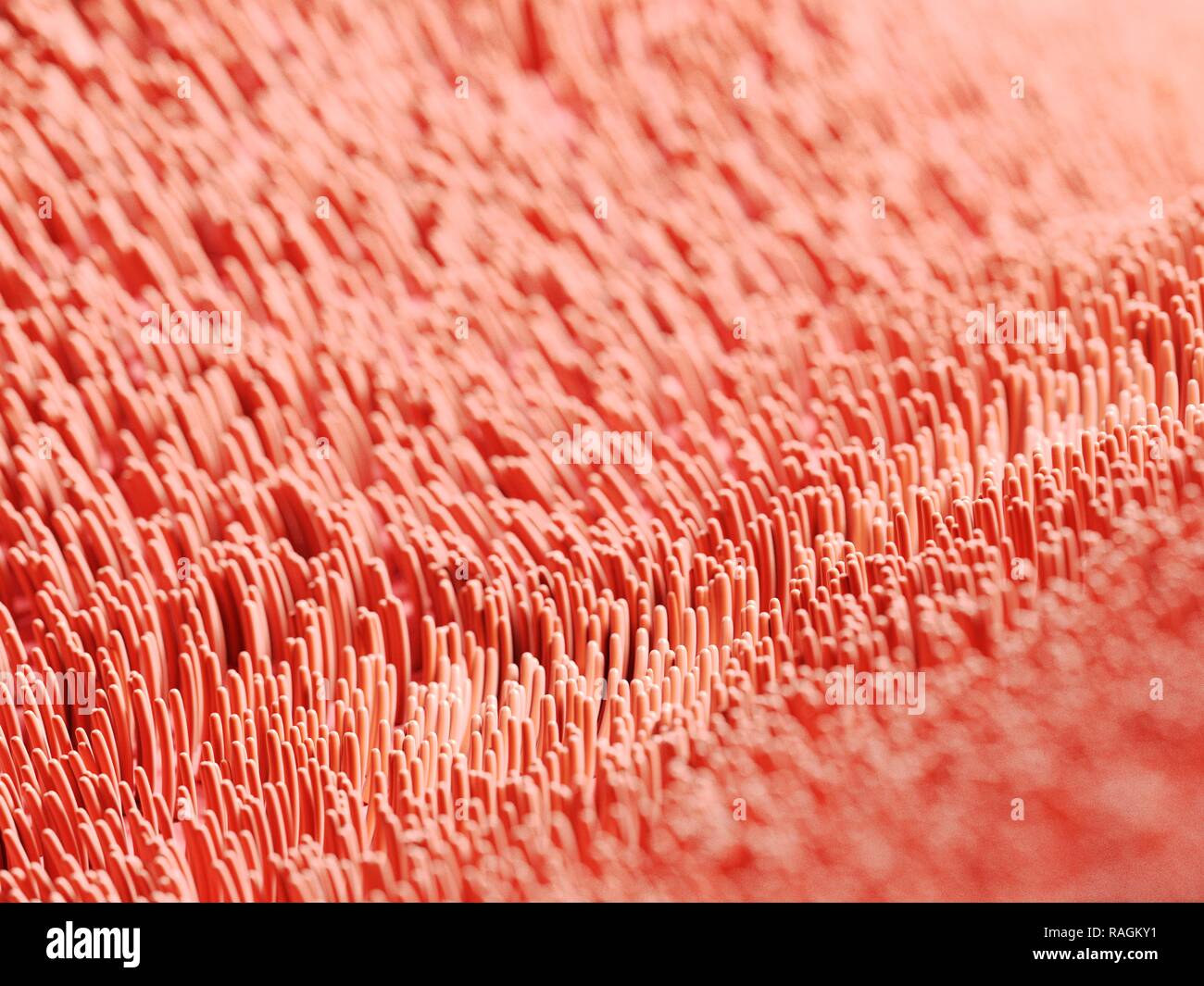 Illustration of human cilia Stock Photo - Alamy