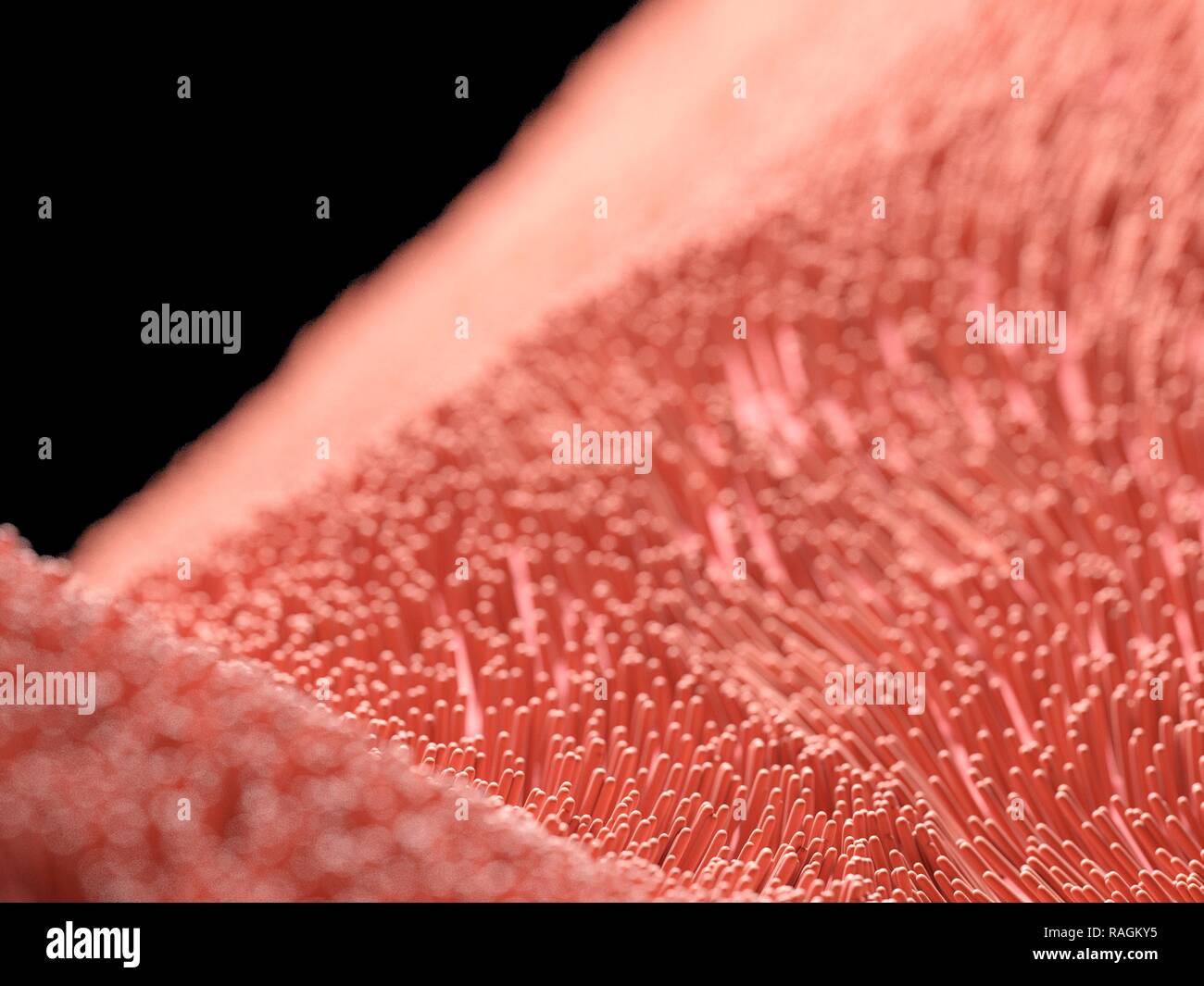Illustration of human cilia Stock Photo - Alamy