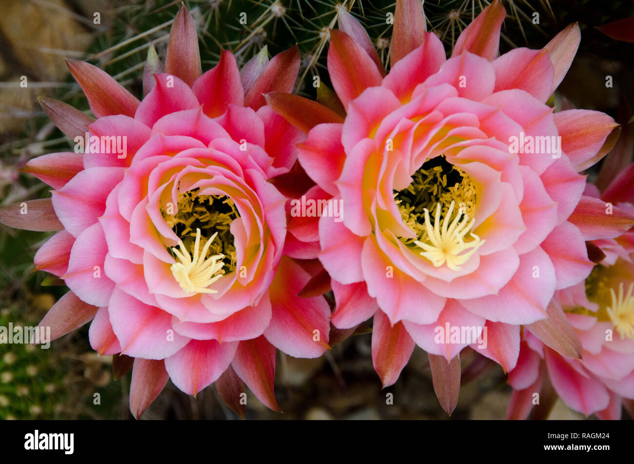 Flying saucer cactus hi-res stock photography and images - Alamy