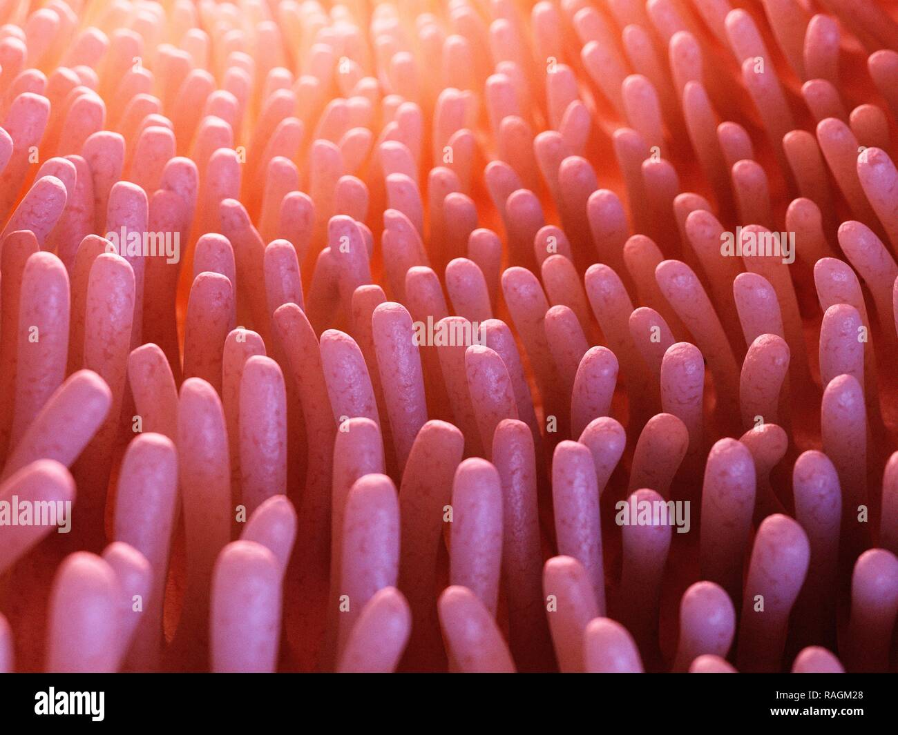 Illustration of intestinal villi Stock Photo - Alamy