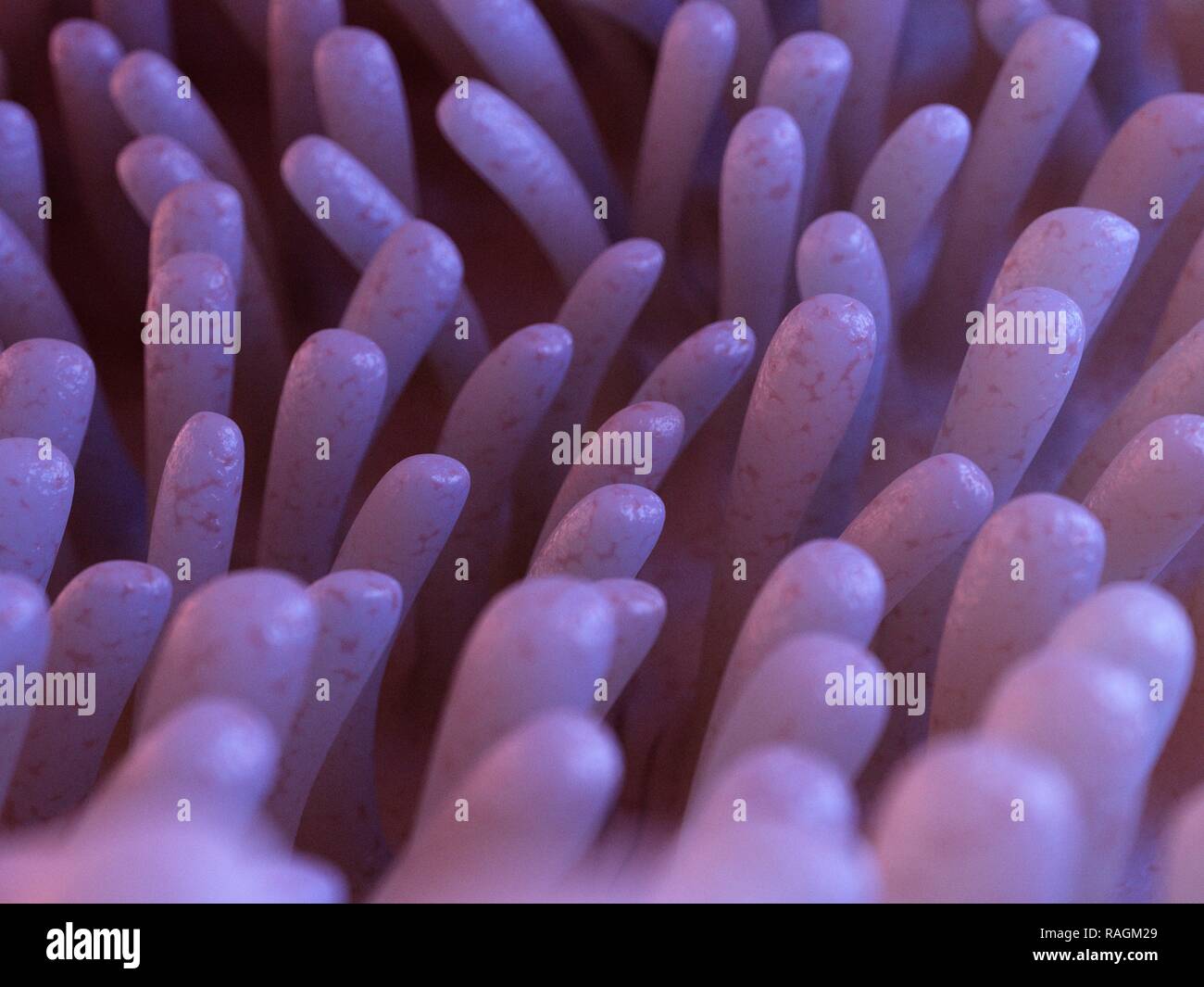 Illustration of intestinal villi Stock Photo - Alamy