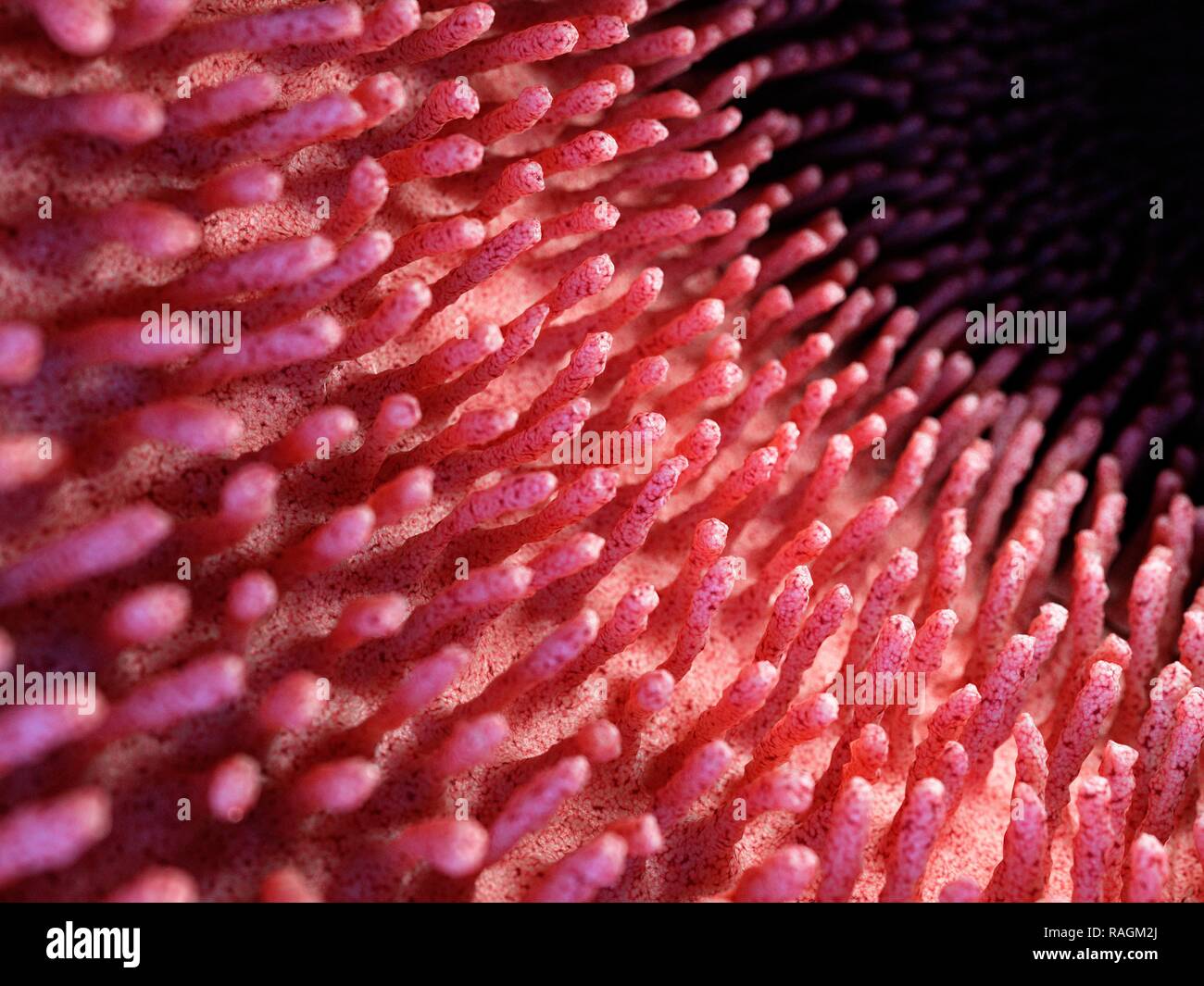 Illustration of inflamed intestinal villi Stock Photo - Alamy